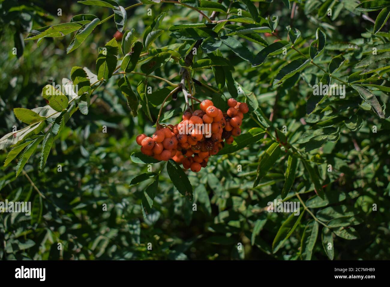 Closeup caption of smooth sumac - perfect for background Stock Photo ...