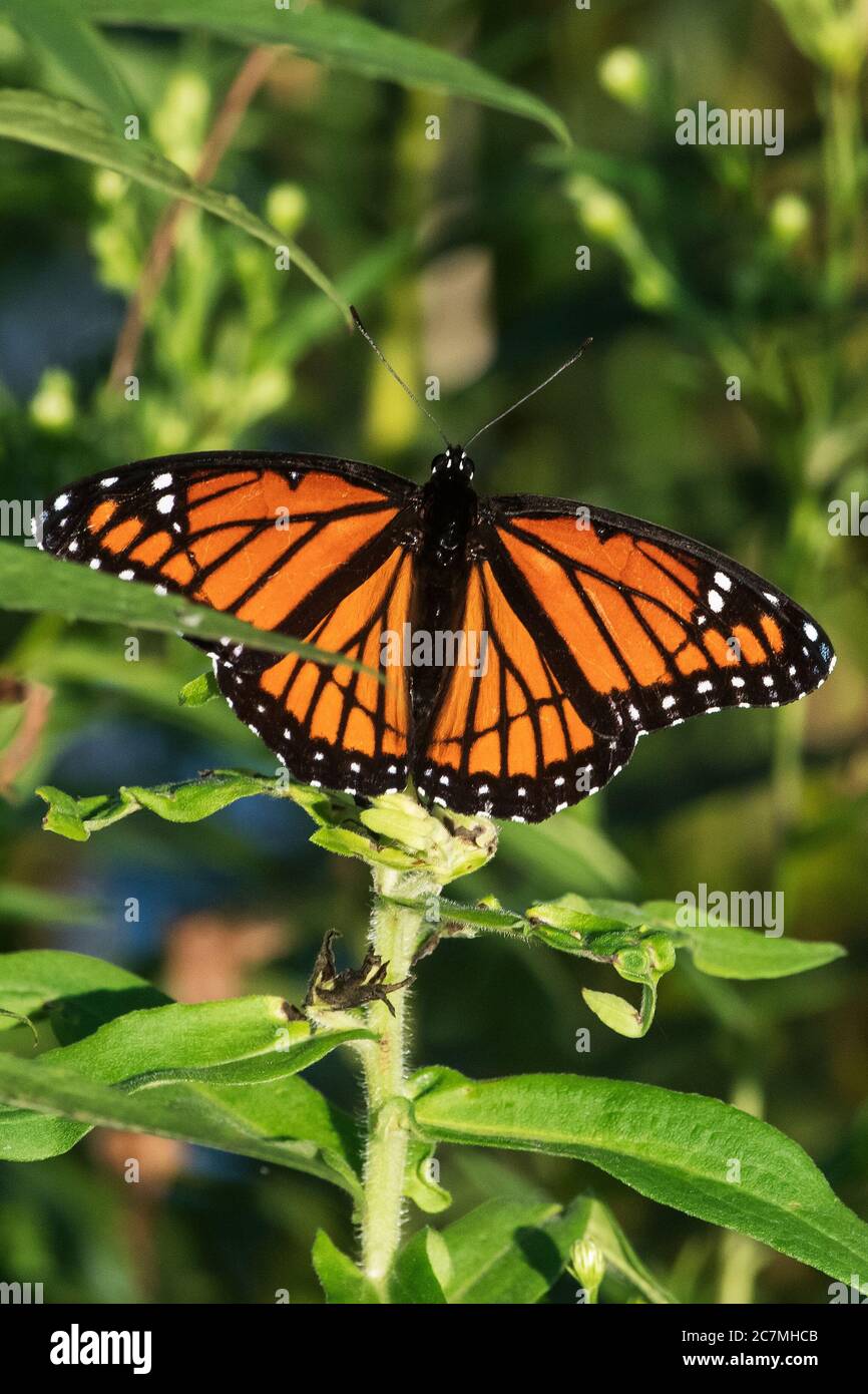 Mimicry in butterflies hi-res stock photography and images - Alamy