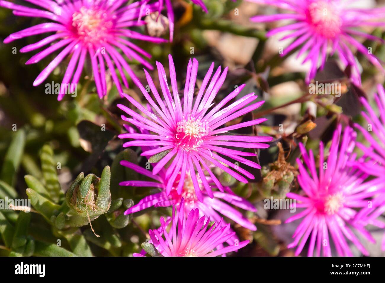 Photo Picture of Beautiful Blooming Flower Background Stock Photo - Alamy