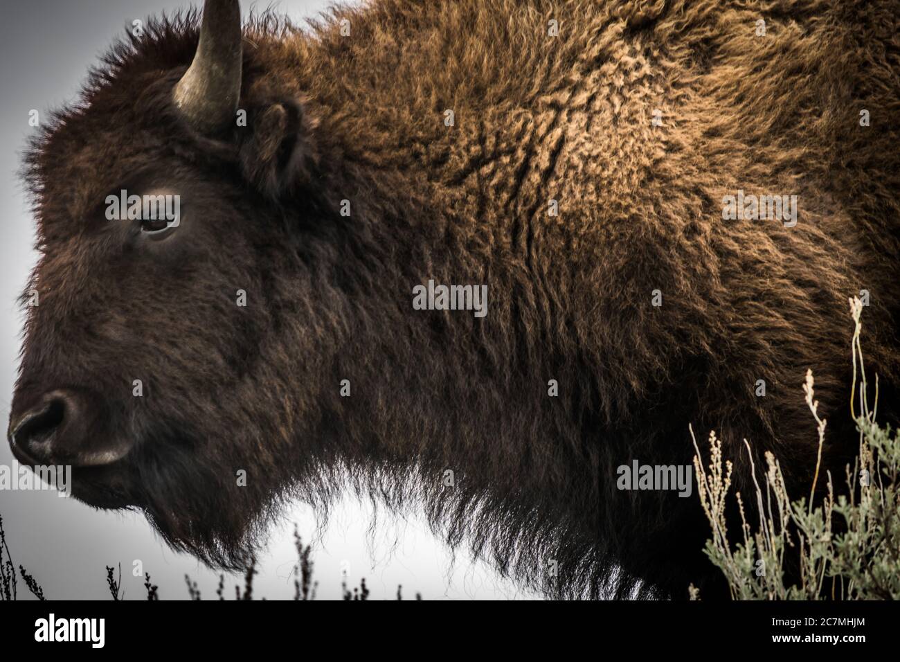 Grazing buffalo hi-res stock photography and images - Alamy