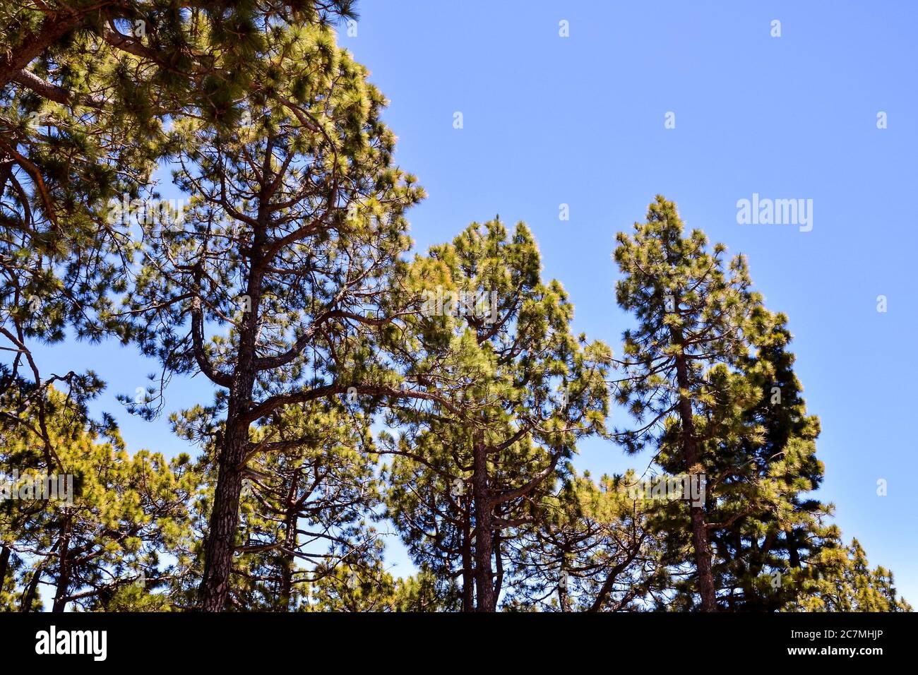 Picture Photo of Green High Pine Tree View Stock Photo - Alamy
