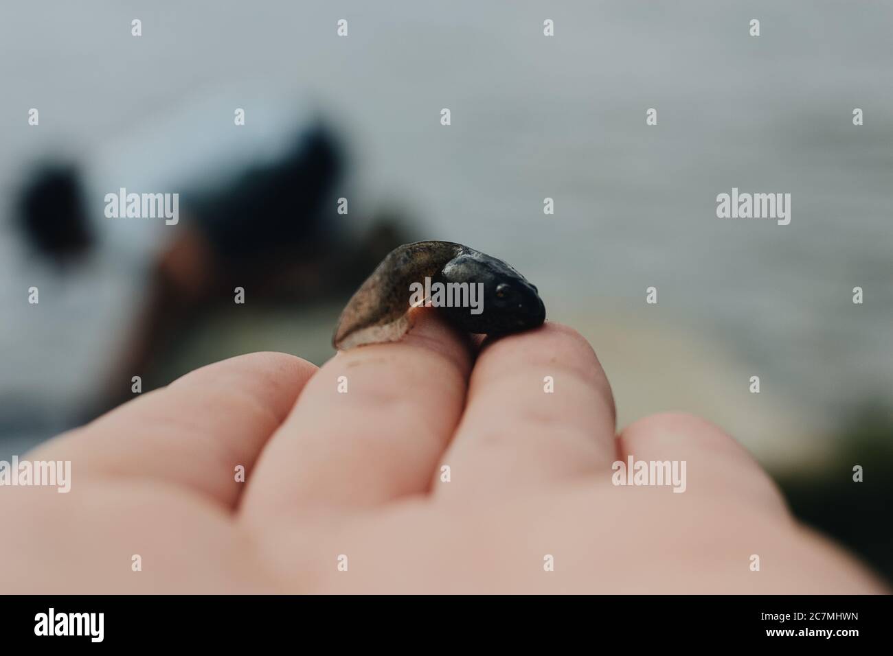 Macro closeup shot of a black tadpole lying on the hand of a human ...