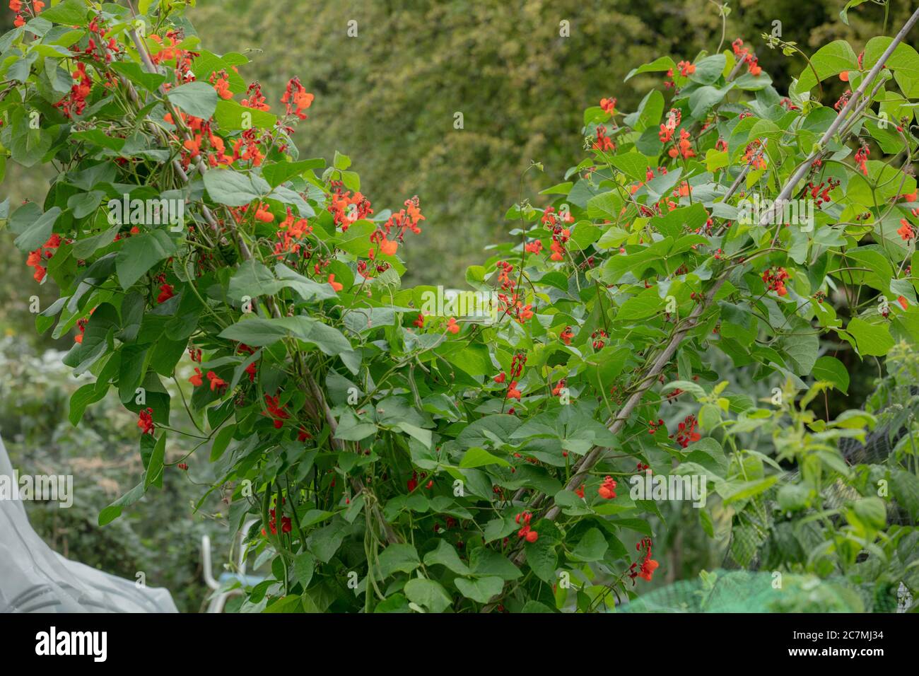 Runner bean plants with flowers seen growing and climbing on different ...