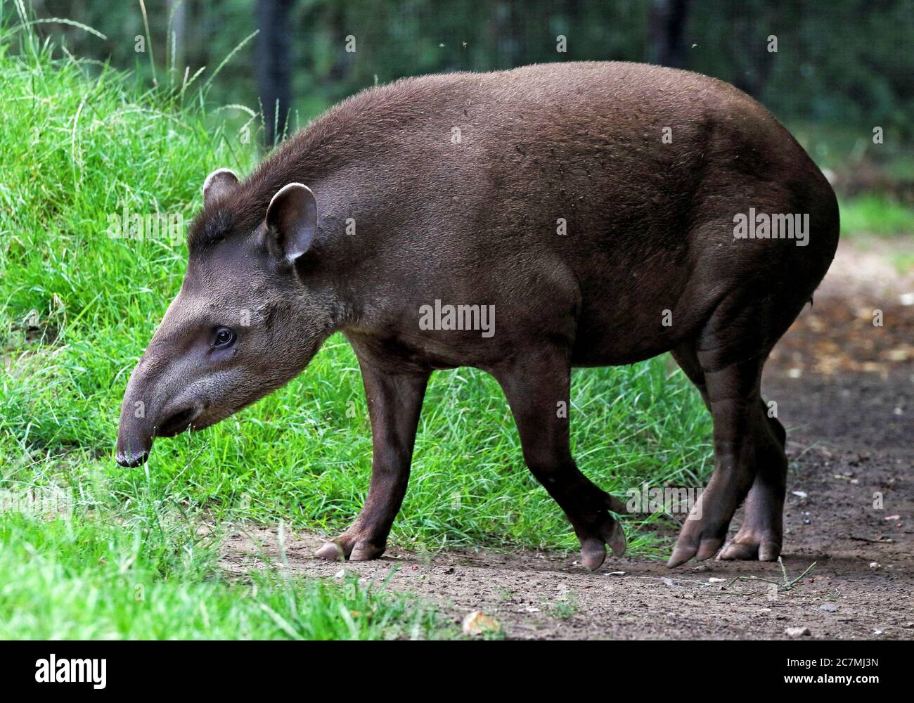 Tapir enclosure hi-res stock photography and images - Alamy