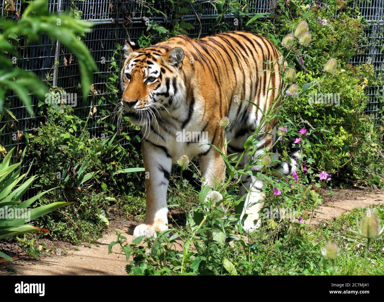 Linton zoo conservation park hi-res stock photography and images - Alamy