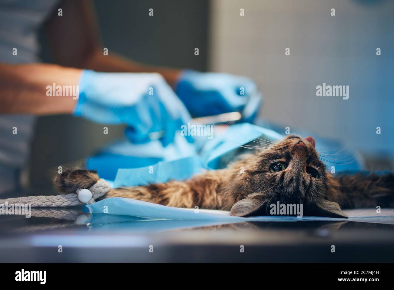 Hands of veterinary doctor during cat surgery in animal clinic Stock ...