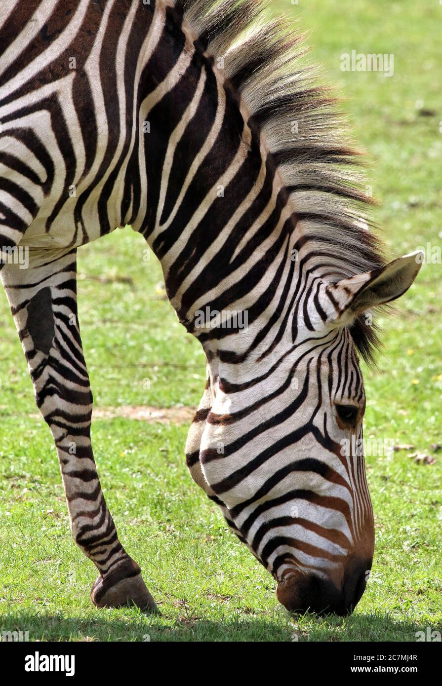 Cambridge, UK. 17th July, 2020. A Hartmann's Mountain Zebra grazes in ...