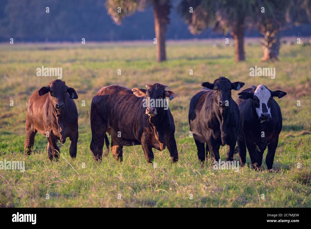 Farm cows grazing beef farming livestock hi-res stock photography and ...