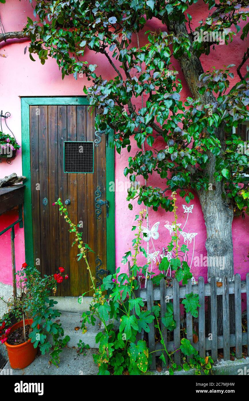 Typical Austrian Alpine houses. Tree in autumn against pink wall ...