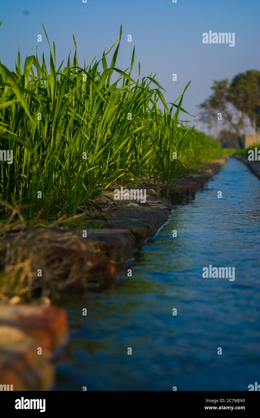 Field of young wheat, Agricultural irrigation system watering a green ...