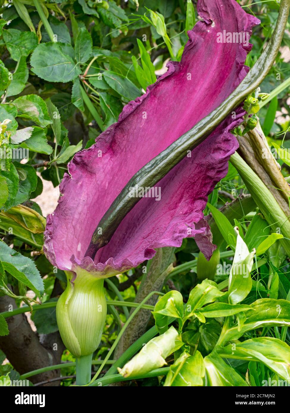 Dracunculus vulgaris - Dragon Arum, Voodoo Lily, in full flower ...