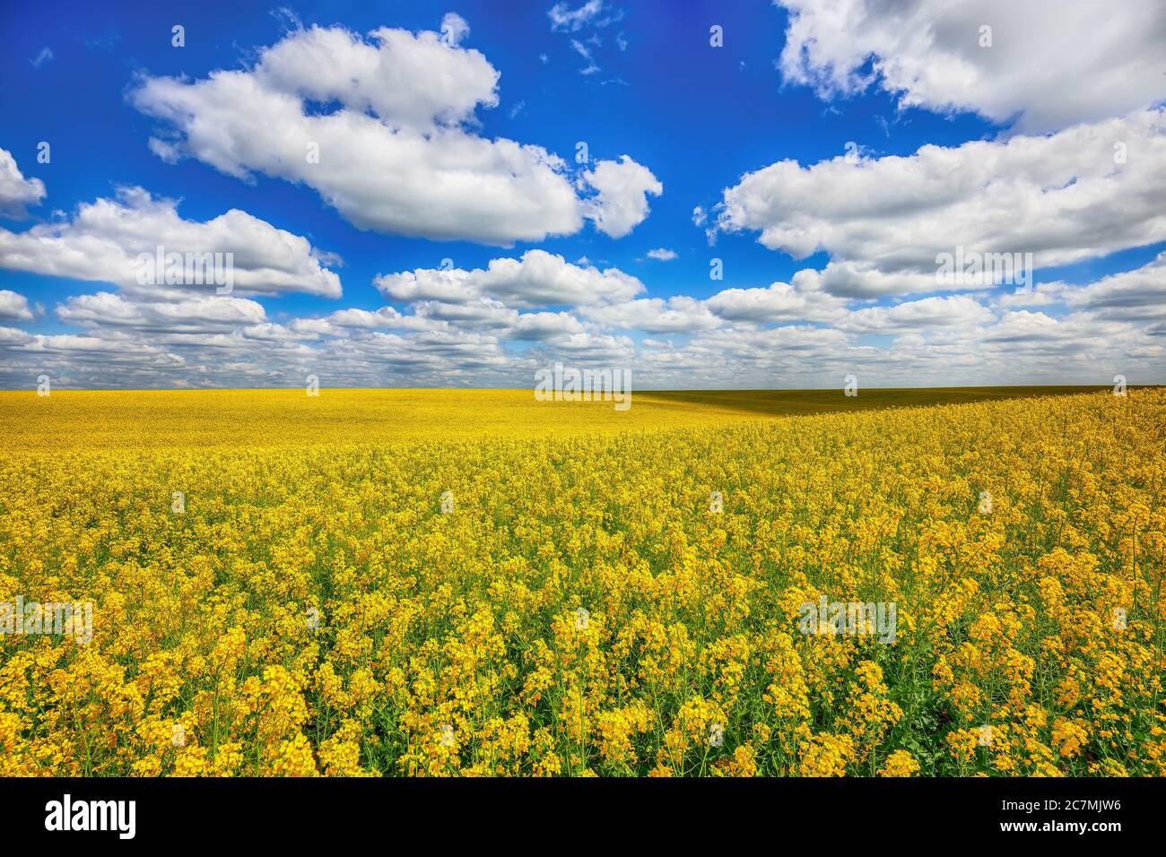 Flowering field of colza outdoors in spring. Dramatic blue sky Stock ...
