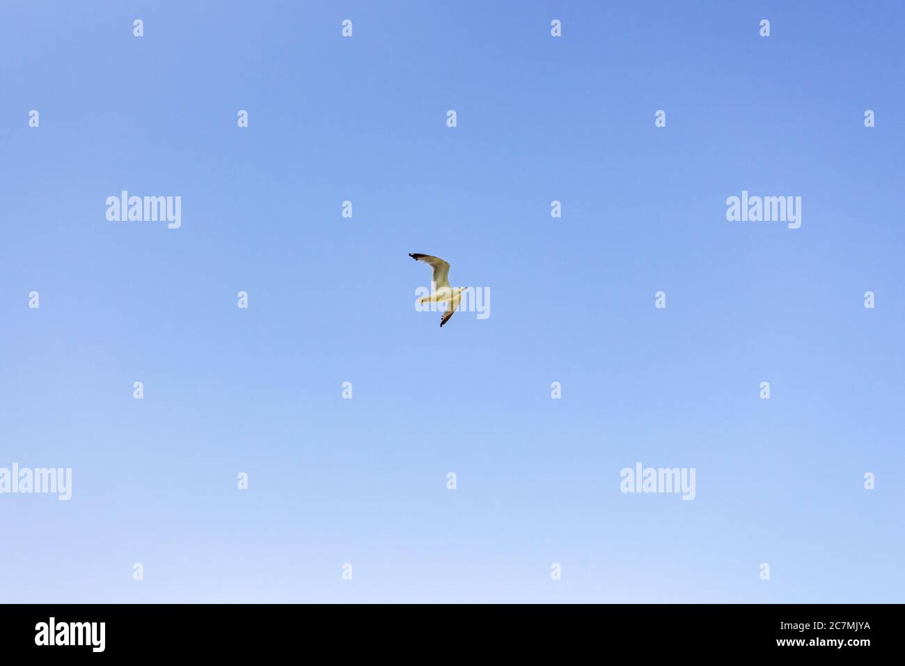 Low angle shot of a bird soaring high to the sky Stock Photo - Alamy