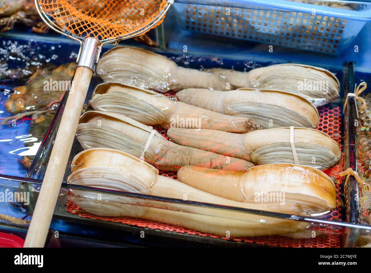Several geoducks in an aquarium. Fresh live seafood Stock Photo - Alamy