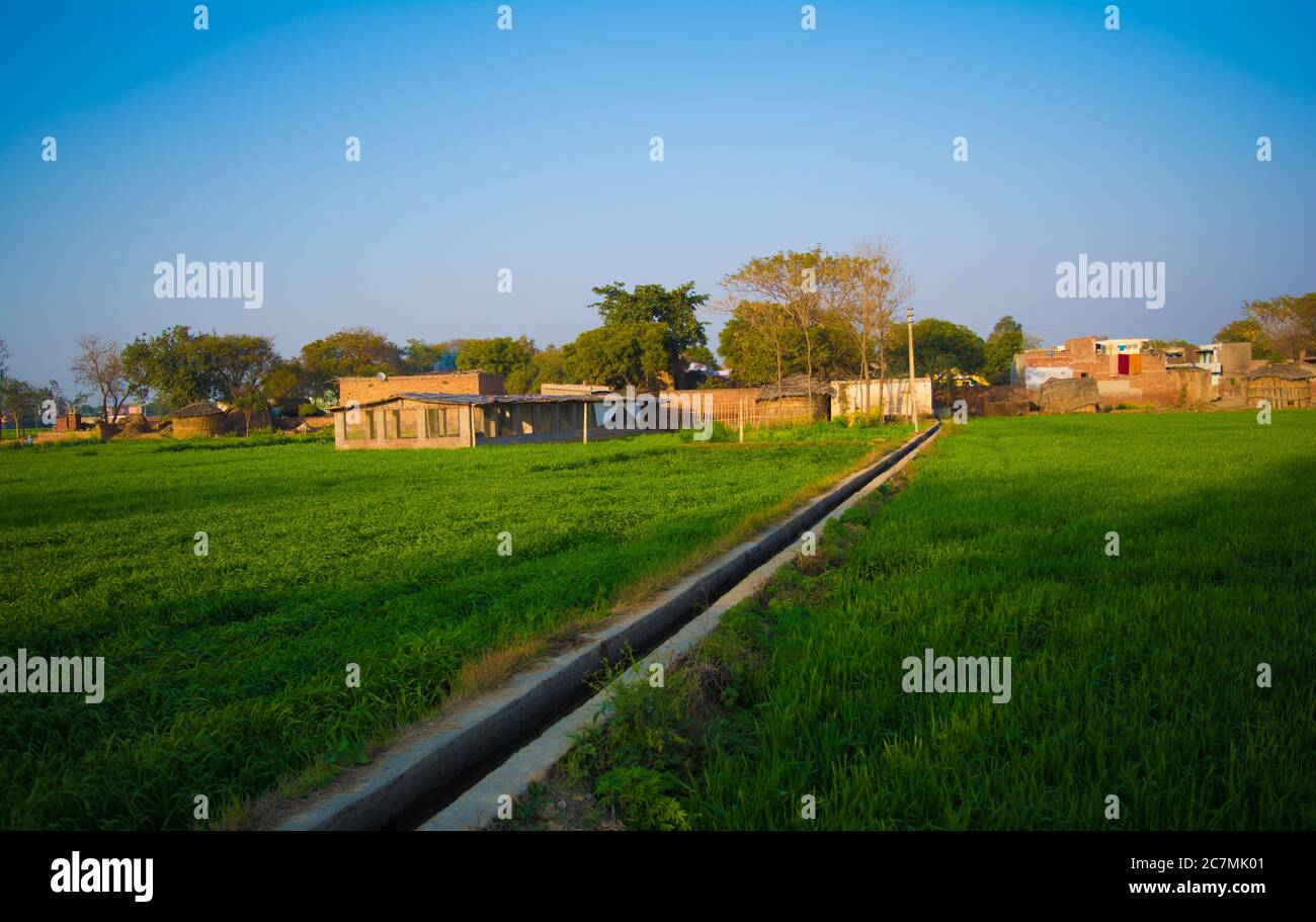 Field of young wheat, Agricultural irrigation system watering a green ...