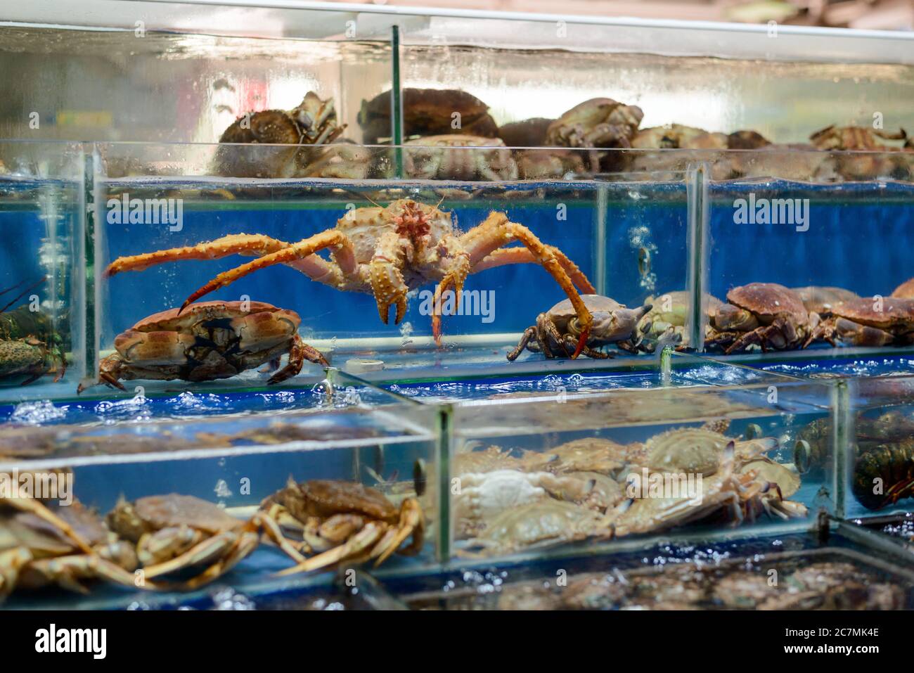 Live seafood in tanks hi-res stock photography and images - Alamy