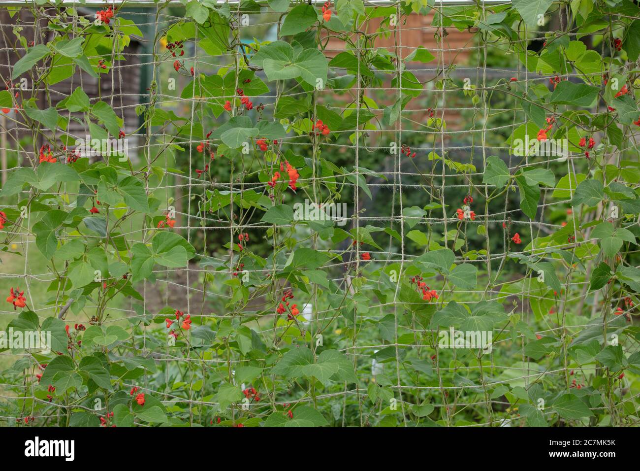 Runner bean frames hi-res stock photography and images - Alamy