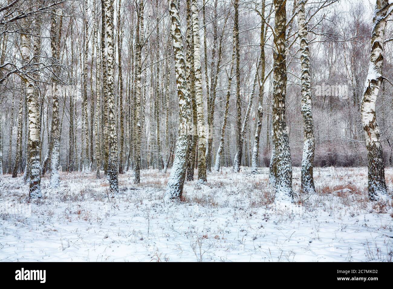 Frozen birch forest landscape. Early winter landscape with frost on ...