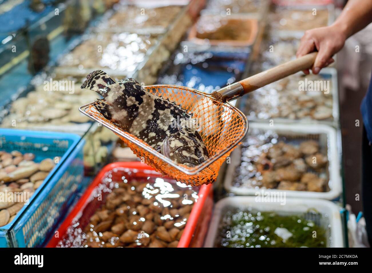 Scoop fish hi-res stock photography and images - Alamy