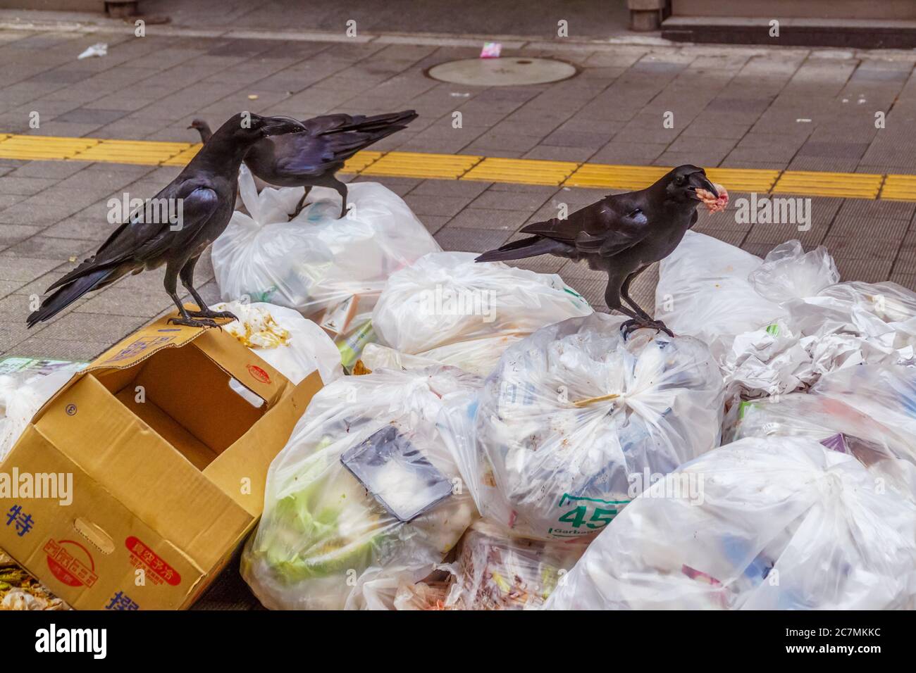 Household waste bird hi-res stock photography and images - Alamy