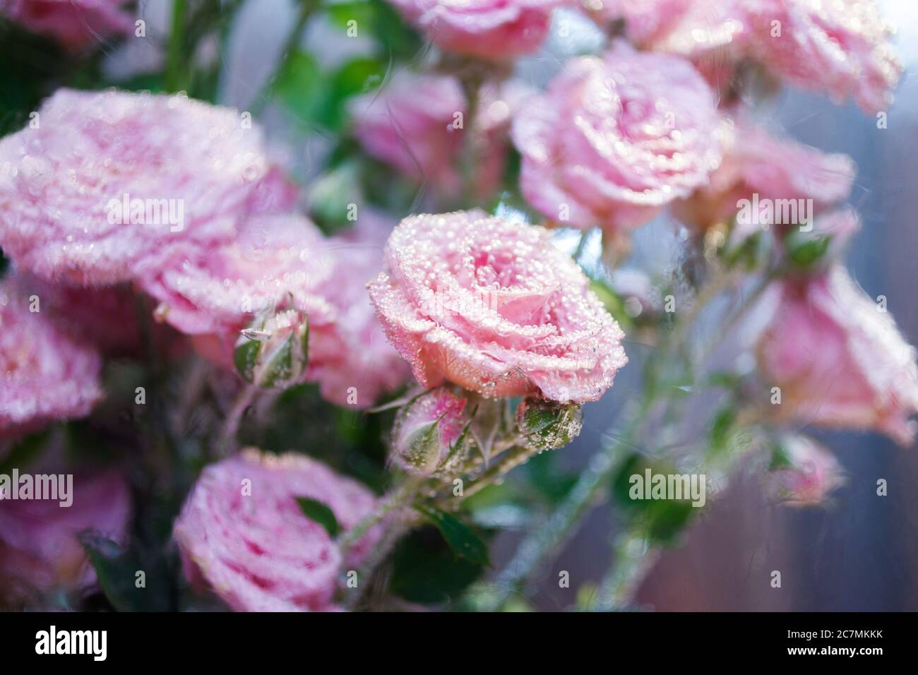 Pink roses frozen in block of ice Stock Photo - Alamy
