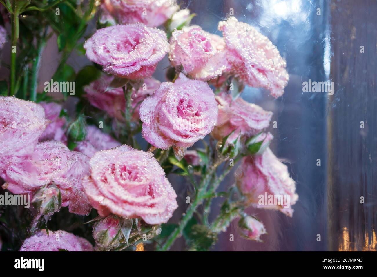 Pink roses frozen in block of ice Stock Photo - Alamy