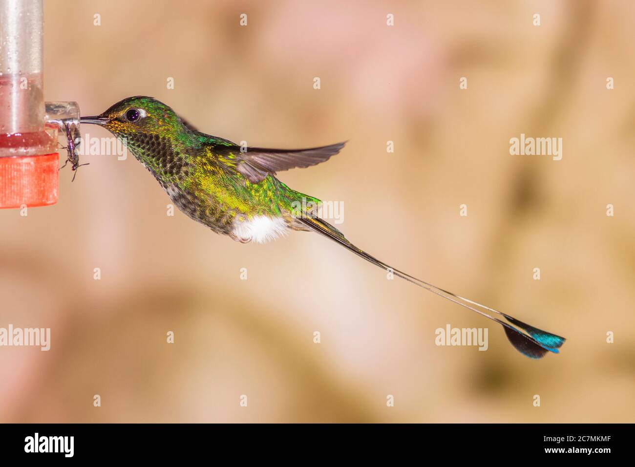 Booted racket tail hummingbird hi-res stock photography and images - Alamy