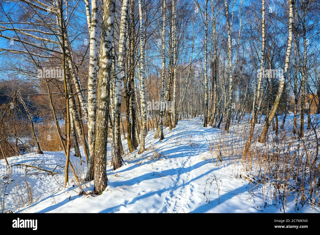 Frozen birch forest landscape. Early winter landscape with frost on ...