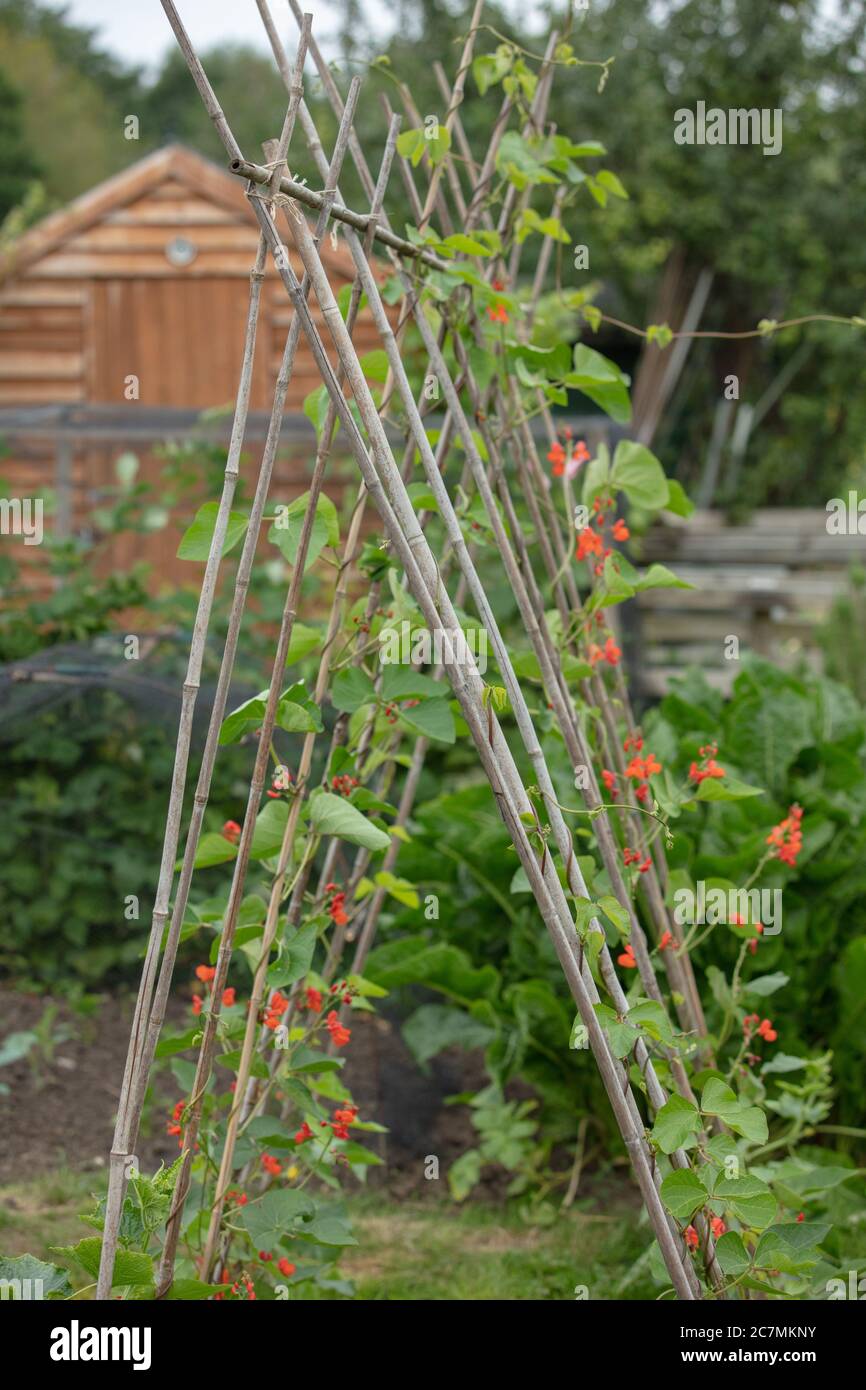 Runner bean plants with flowers seen growing and climbing on different ...