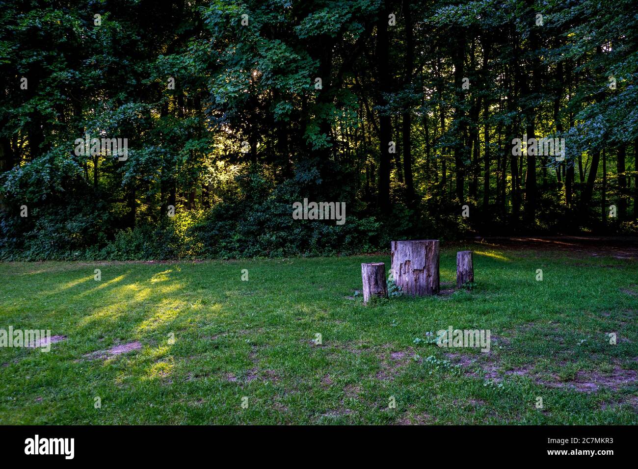 Tree stumps Haagse Bos, forest in The Hague Stock Photo - Alamy