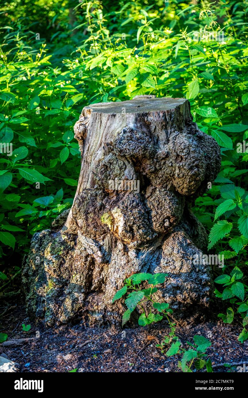 Stump of a cut down tree in Haagse Bos, forest in The Hague Stock Photo ...