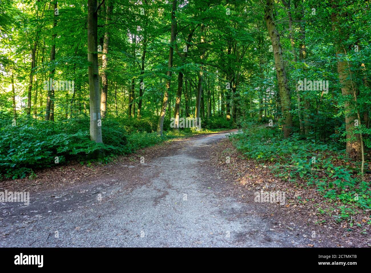 Green densely packed trees in Haagse Bos, The Hague forest Stock Photo ...