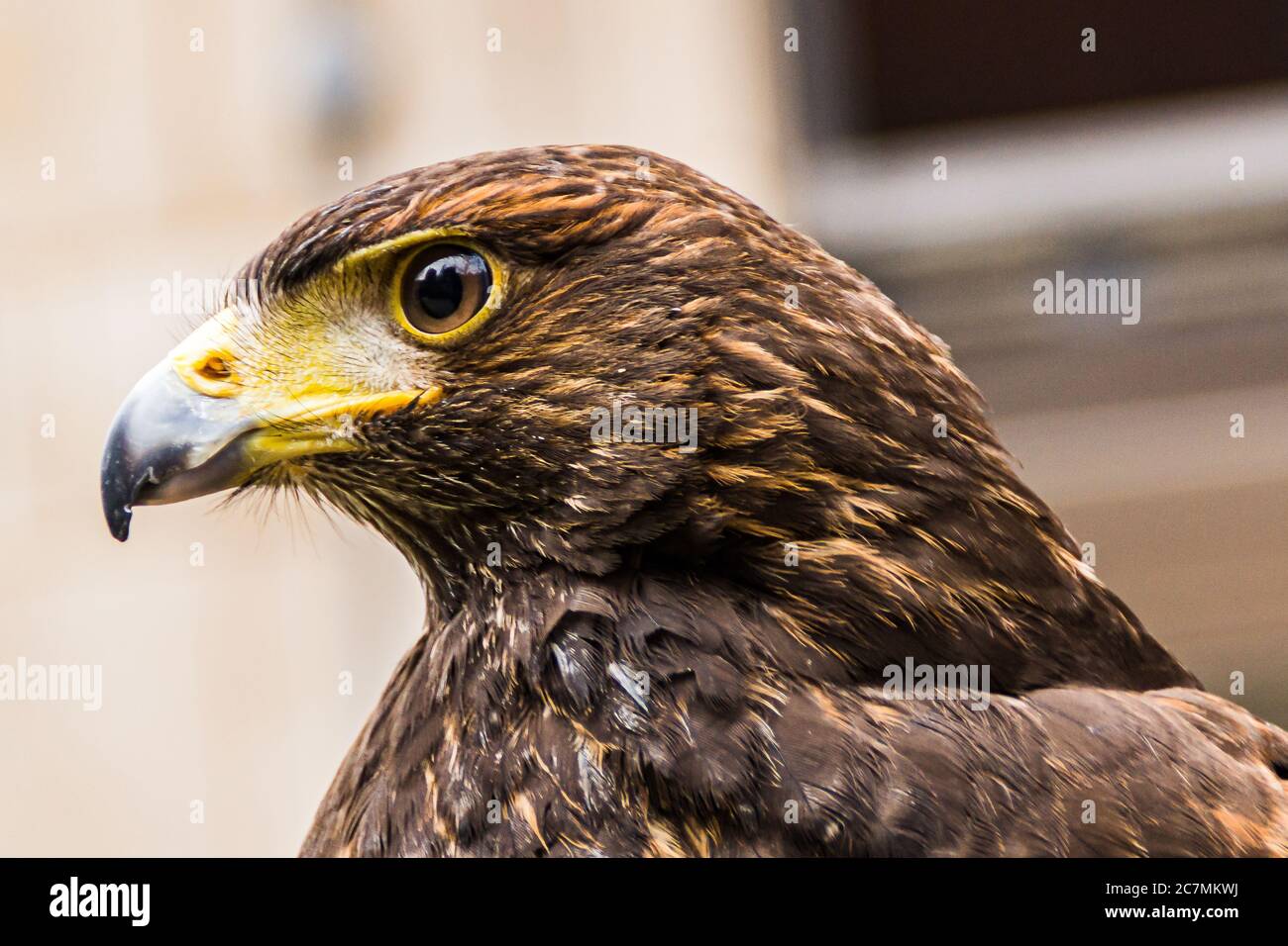 Portrait of a hawk Stock Photo - Alamy