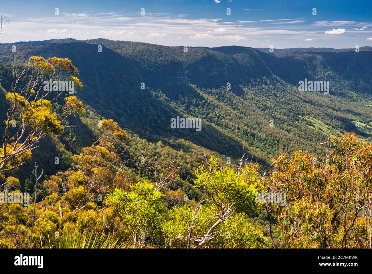 Typical bush country in the Border Ranges with a big escarpment of ...