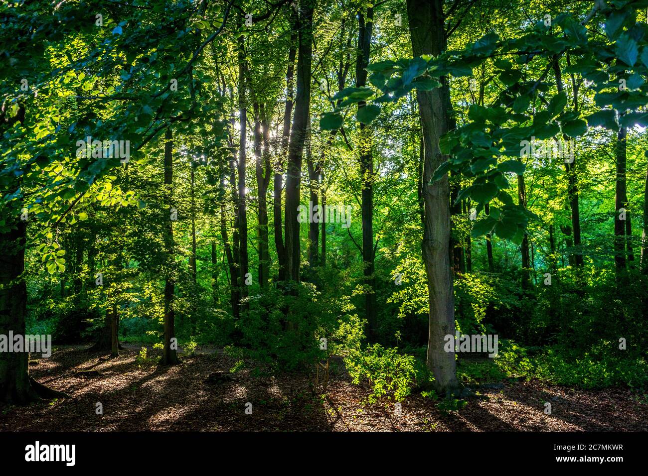 Haagse forest hi-res stock photography and images - Alamy