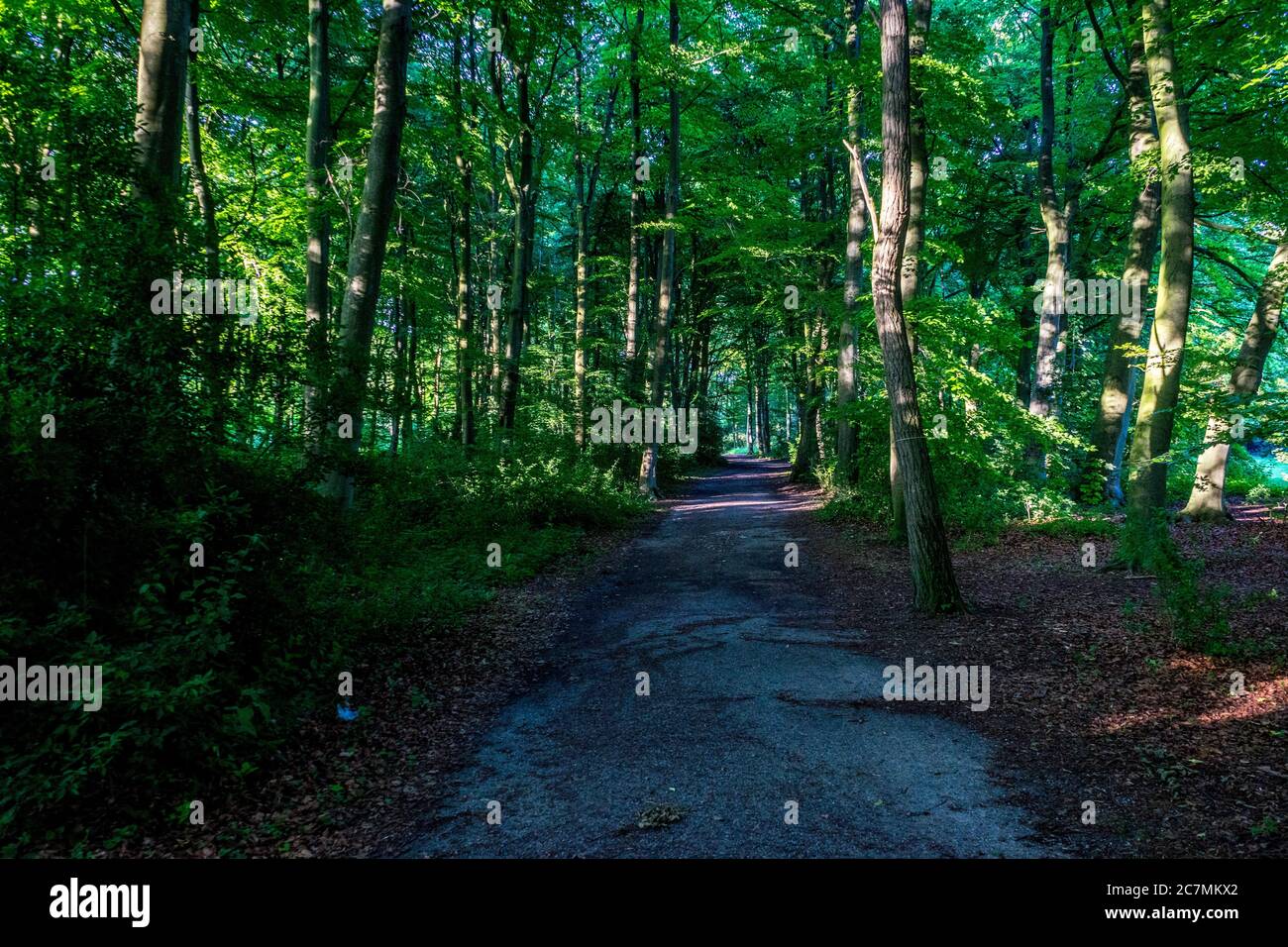 Green densely packed trees in Haagse Bos, The Hague forest Stock Photo ...