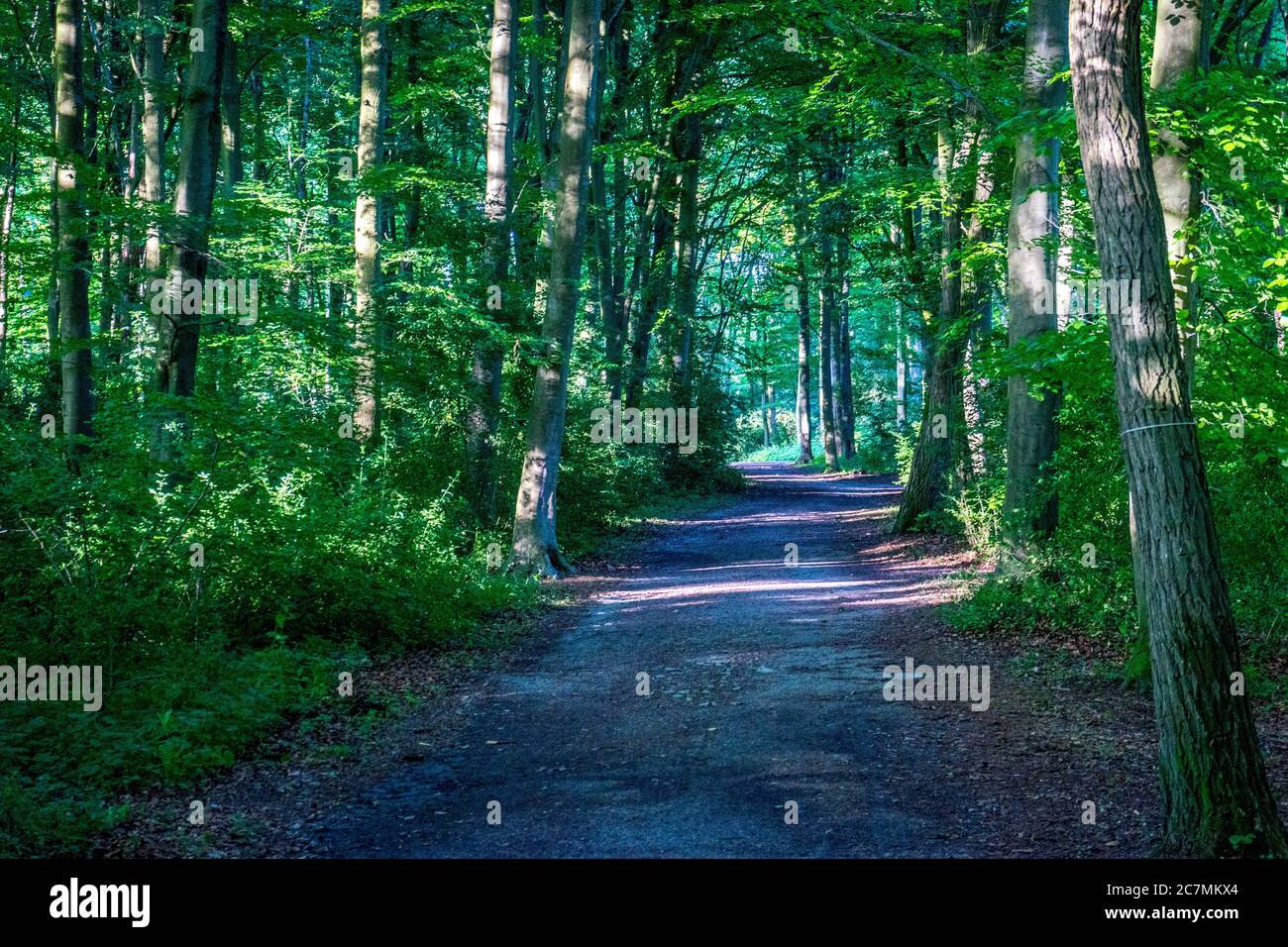 Haagse forest hi-res stock photography and images - Alamy