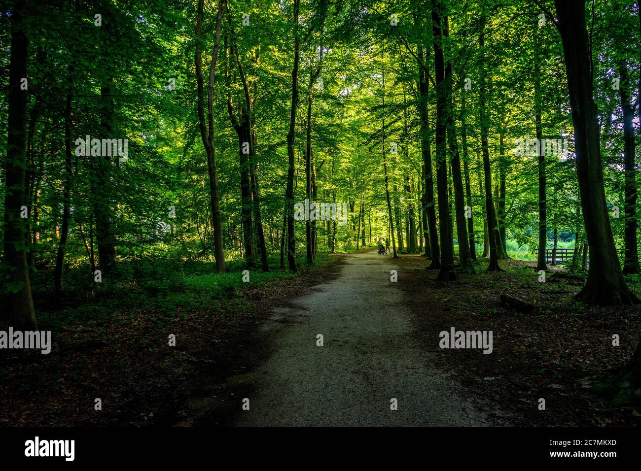 Green densely packed trees in Haagse Bos, The Hague forest Stock Photo ...