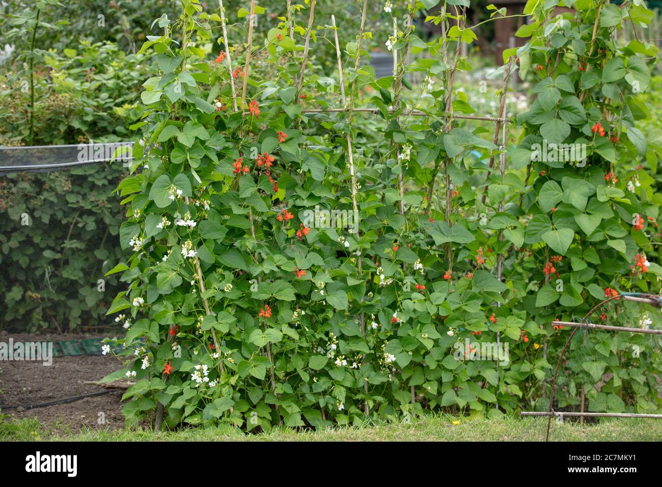 Runner bean plants with flowers seen growing and climbing on different ...