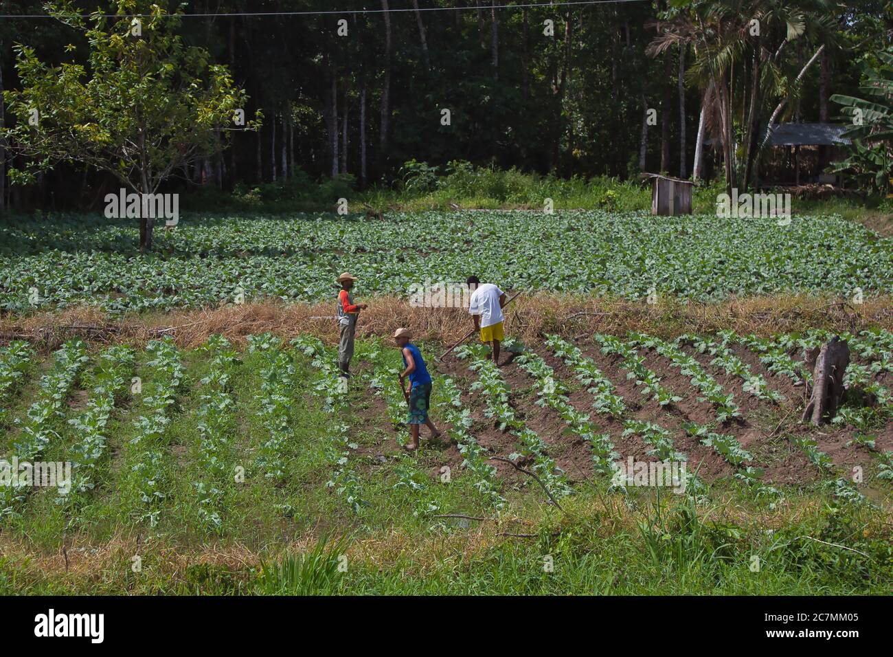 Three local people working on a crop plantation in their village with ...