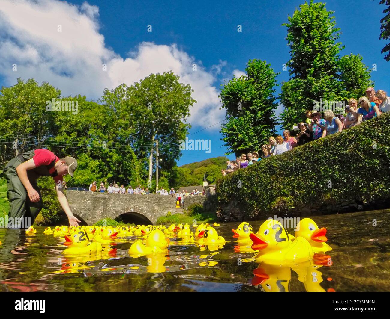 Duck race devon hi-res stock photography and images - Alamy