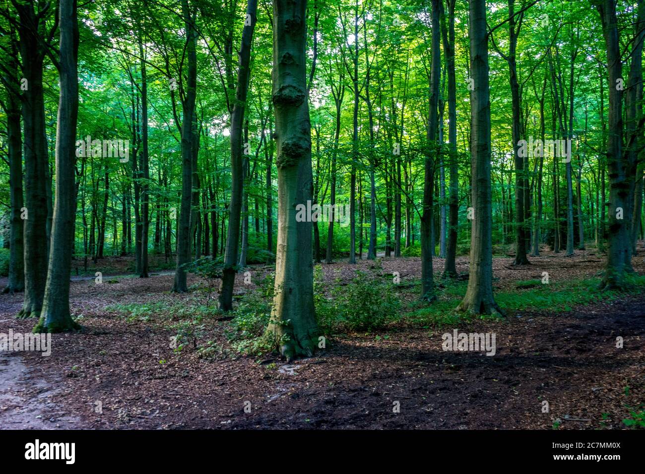 Eye-level beautiful shot of a green forest full of tall trees Stock ...