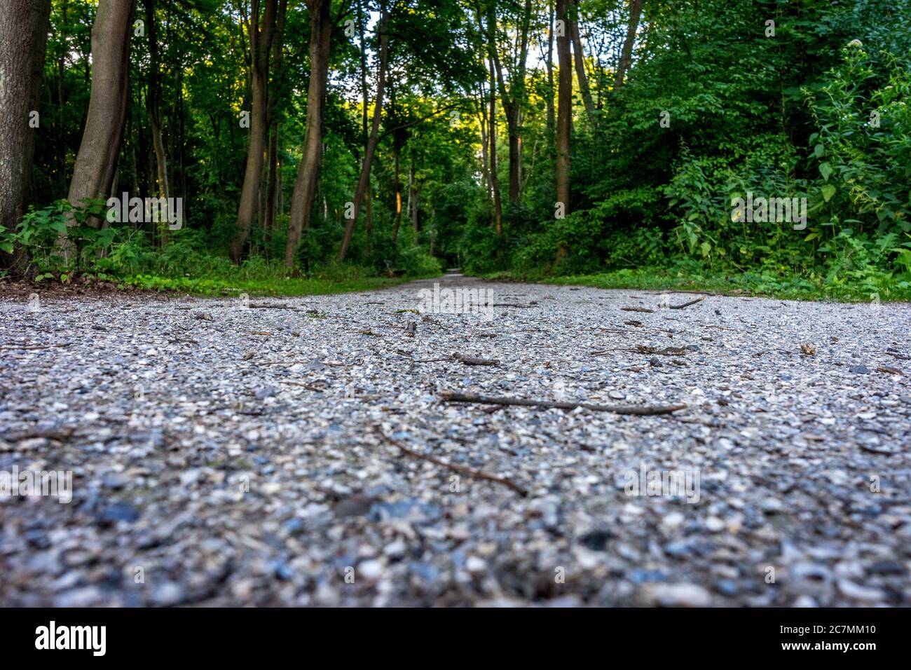 Green densely packed trees in Haagse Bos, The Hague forest Stock Photo ...