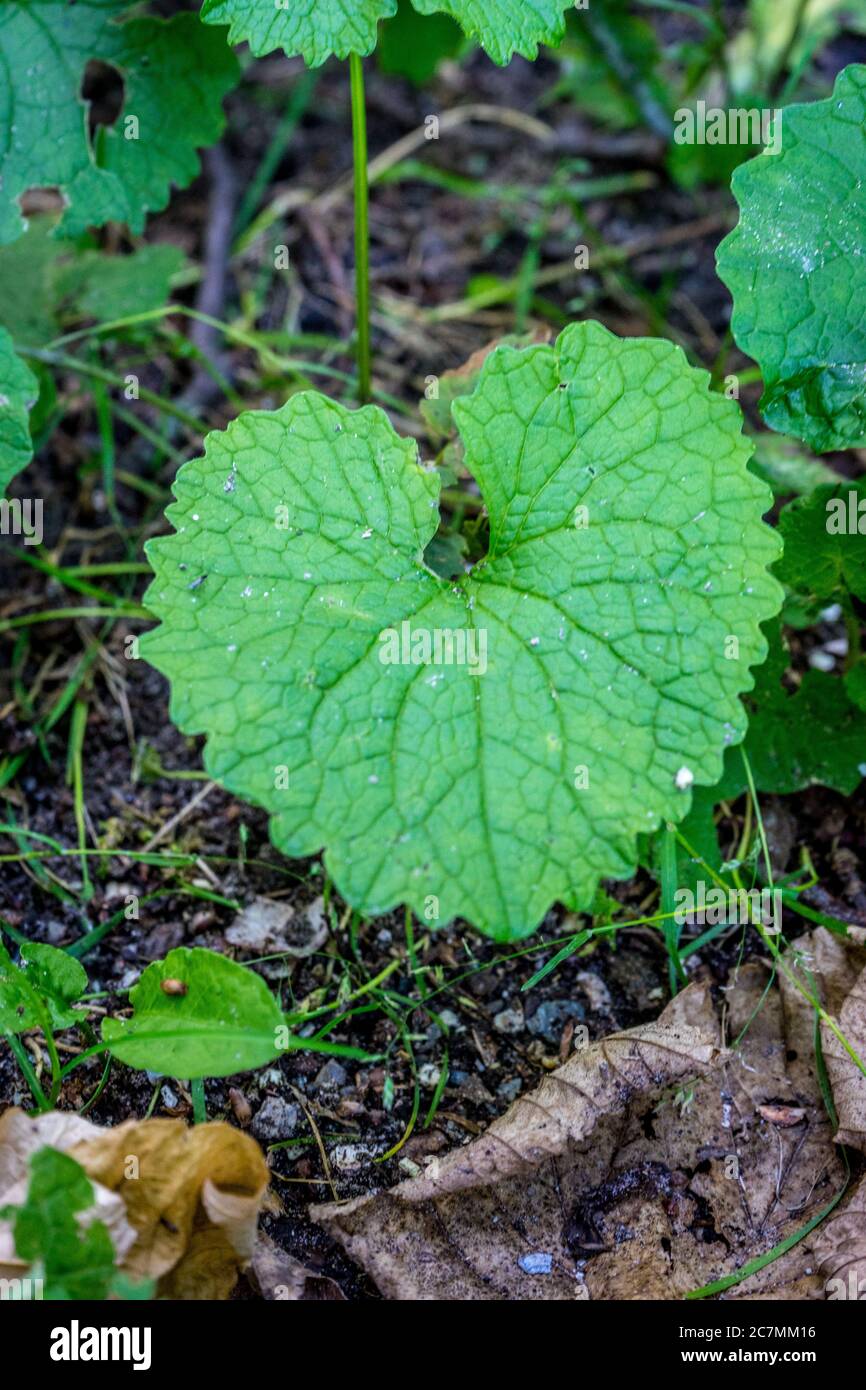 Haagse wood hi-res stock photography and images - Alamy