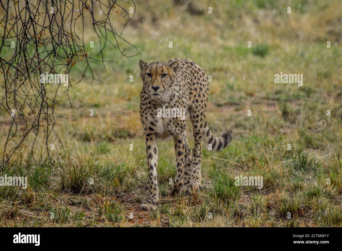 Cheetah in rain hi-res stock photography and images - Alamy