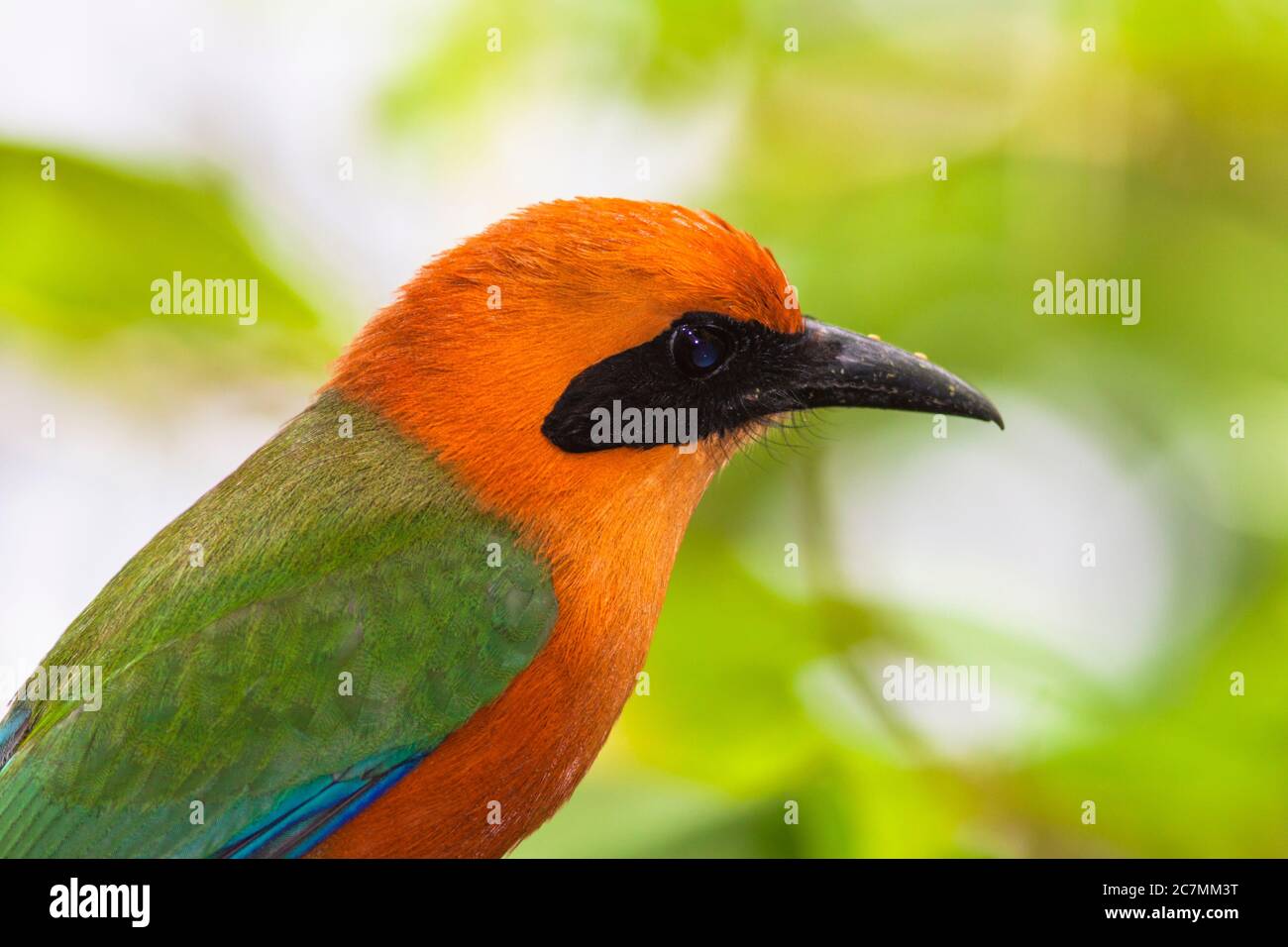 American motmot hi-res stock photography and images - Alamy
