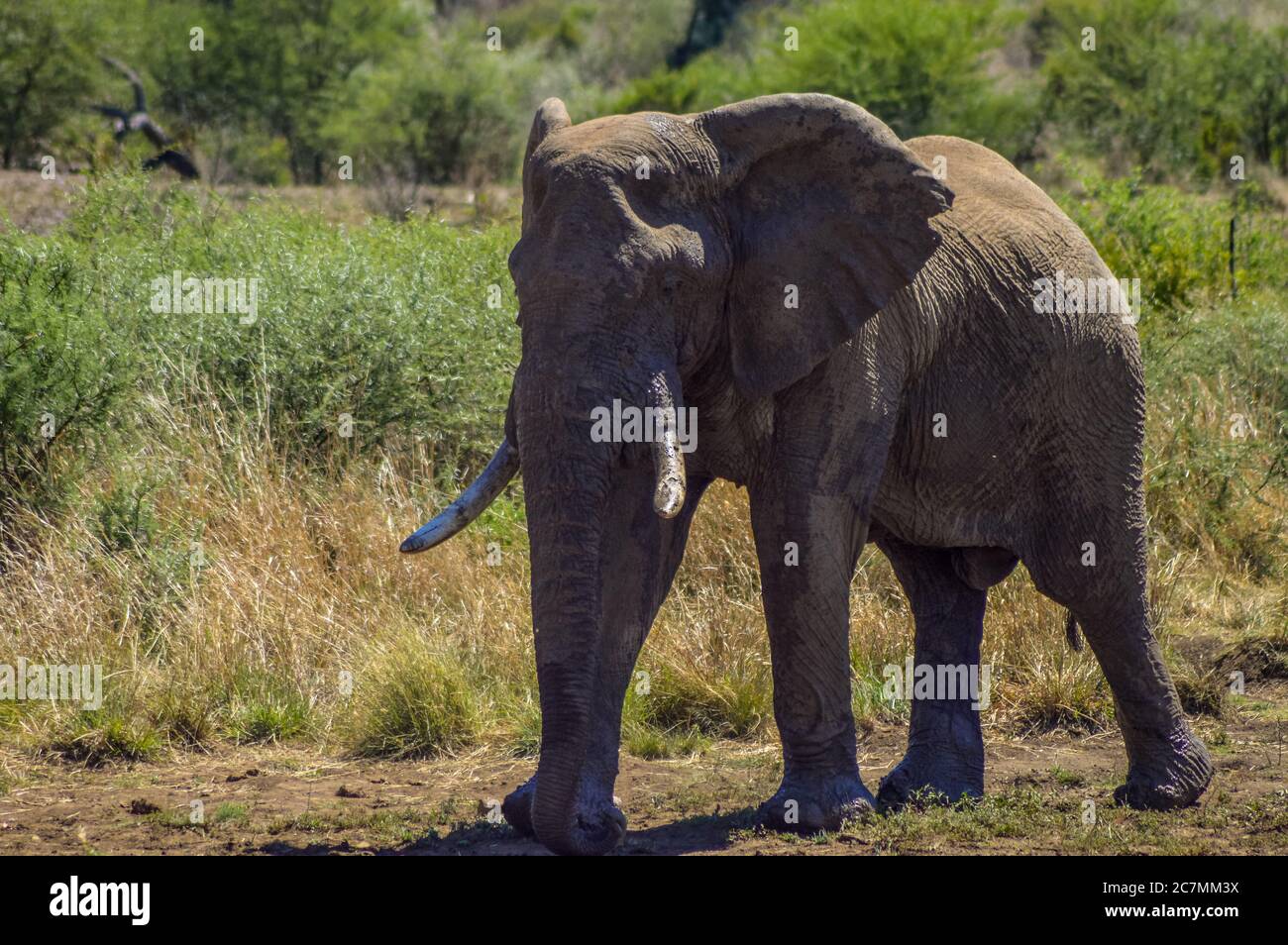 African elephant in Masai mara in safari africa Stock Photo - Alamy