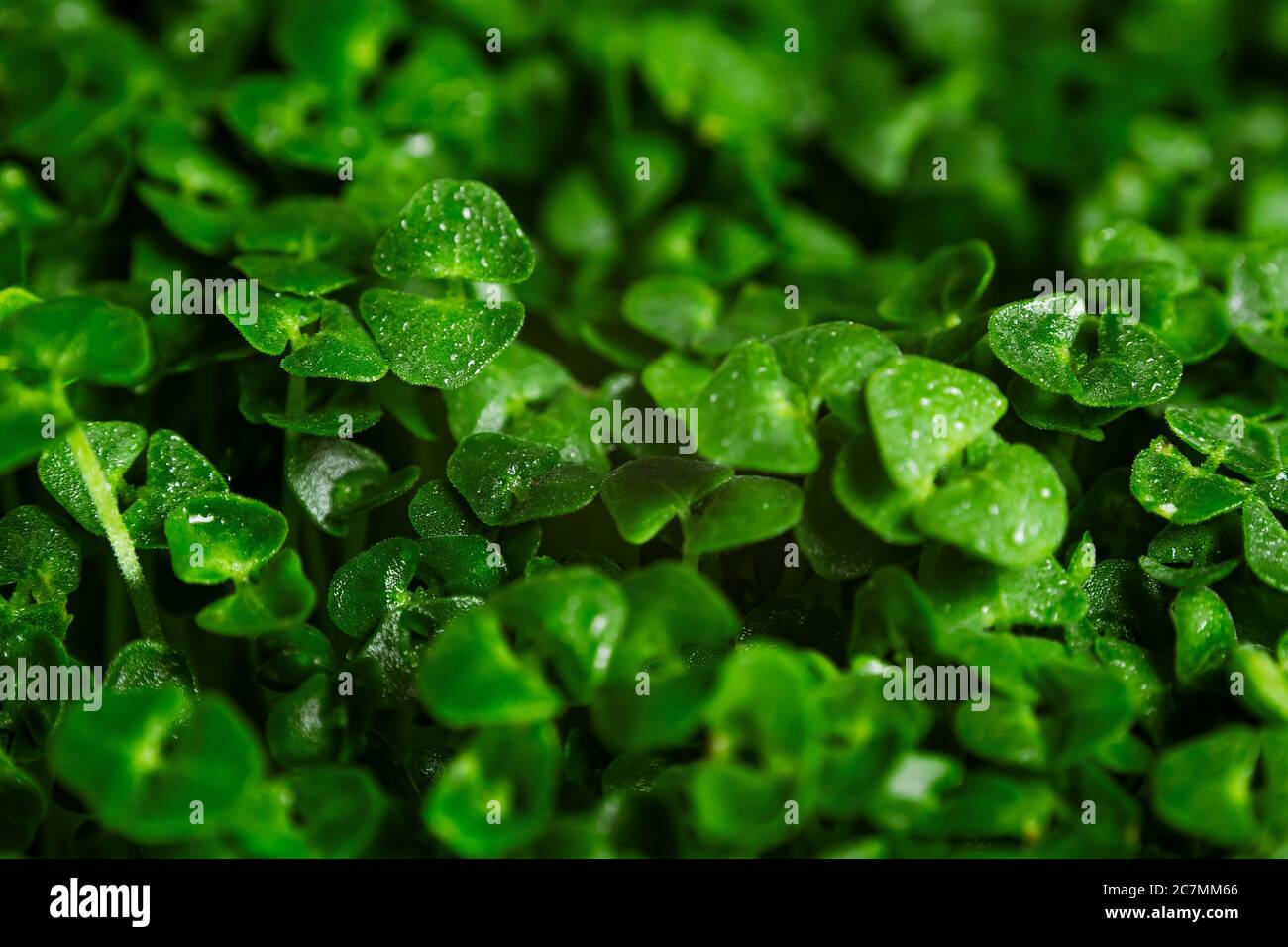 green chia sprouts macro background Stock Photo - Alamy