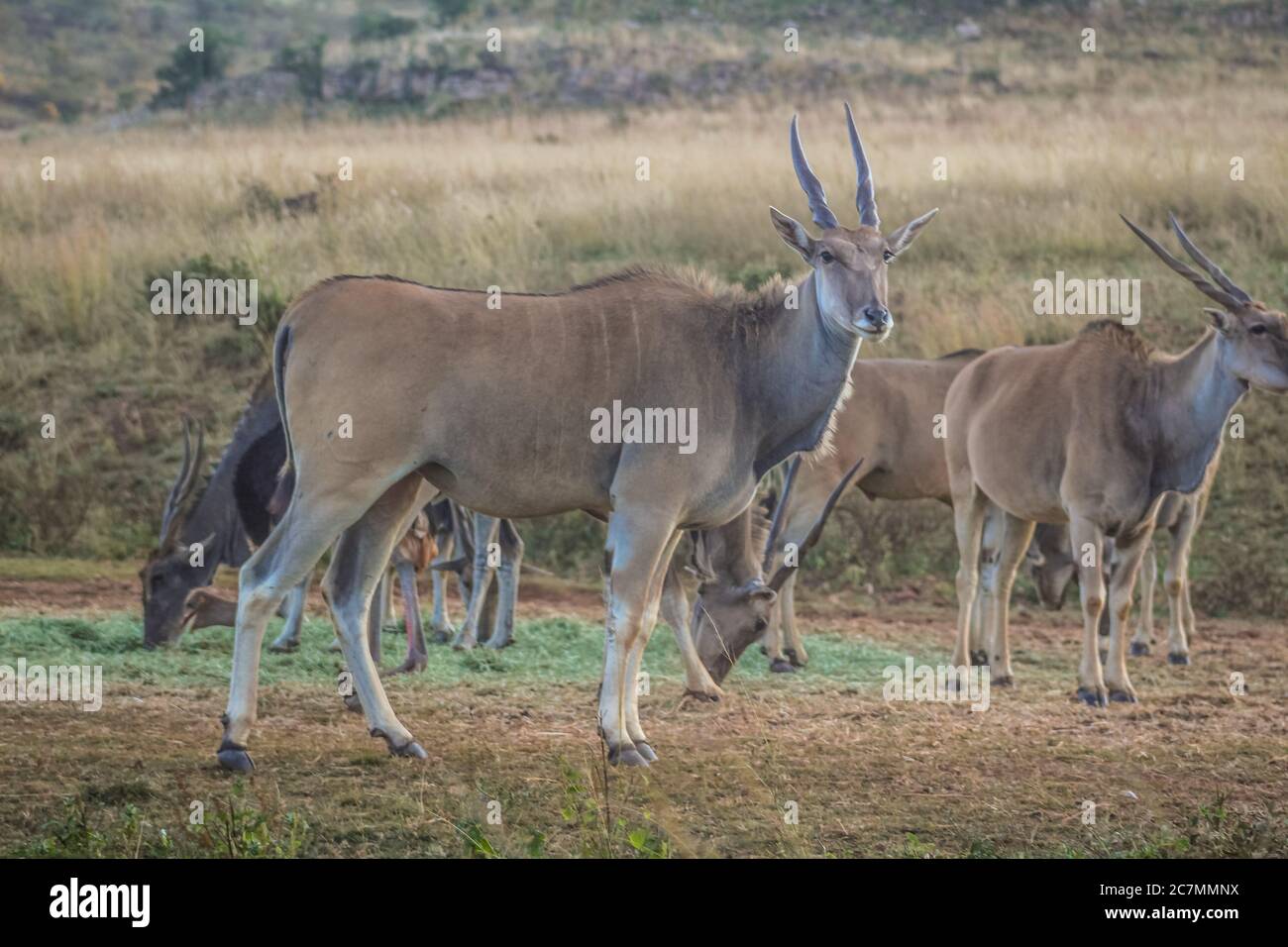 Eland antelope portrait in a South African nature reserve Stock Photo ...