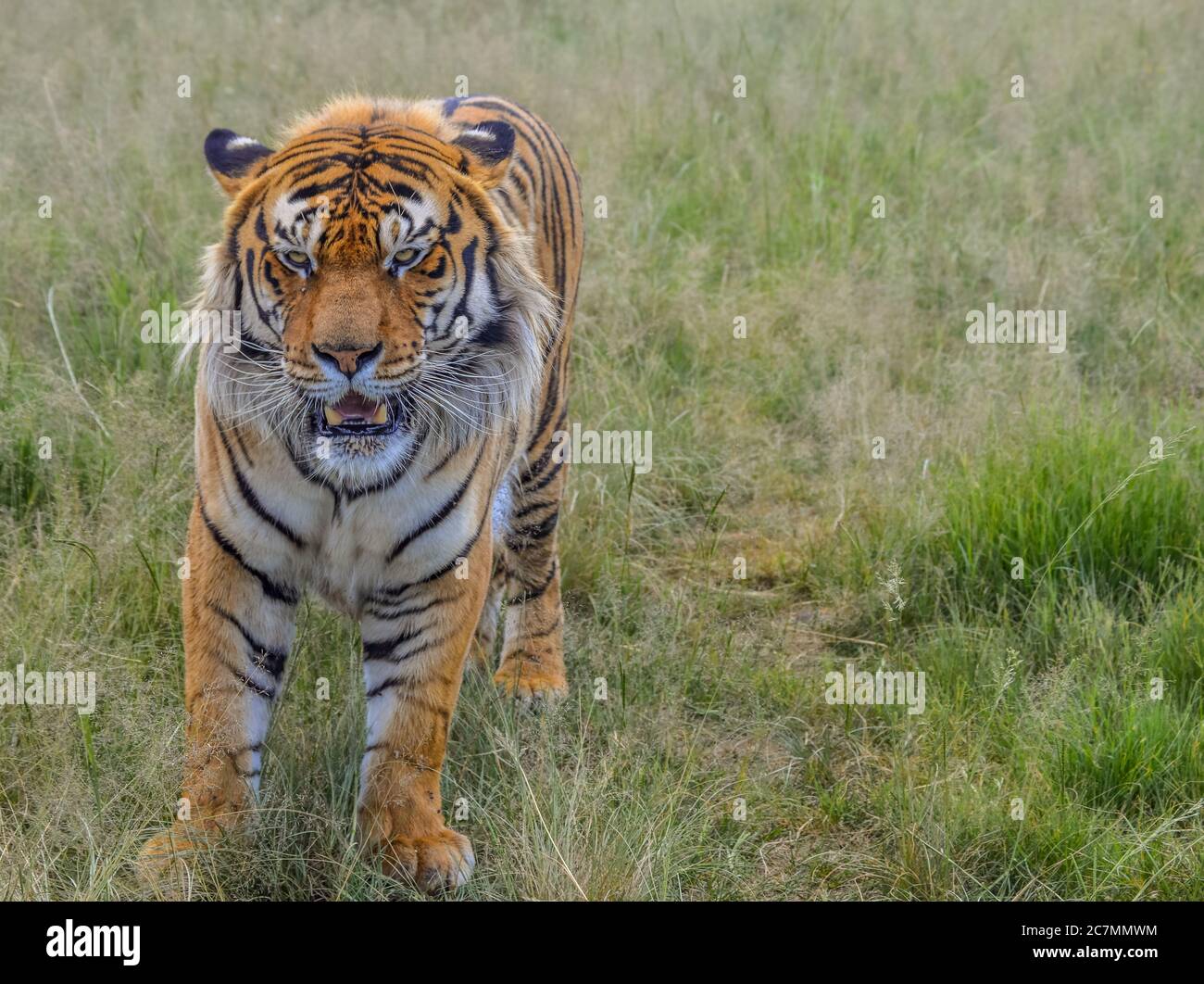 Portrait of a beautiful Bengal tiger in South African reserve Stock ...